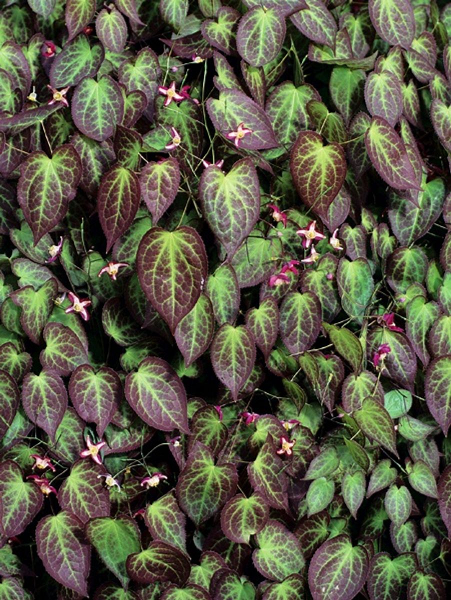 Epimedium x rubrum — Plant Wholesale FlorAccess
