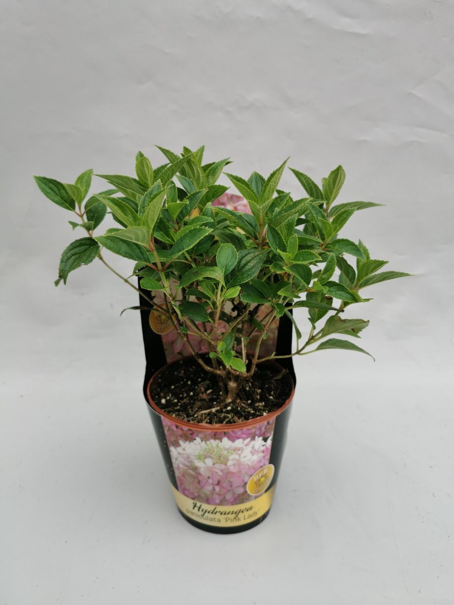 Hydrangea paniculata 'Pink Lady' — Рослини оптом FlorAccess