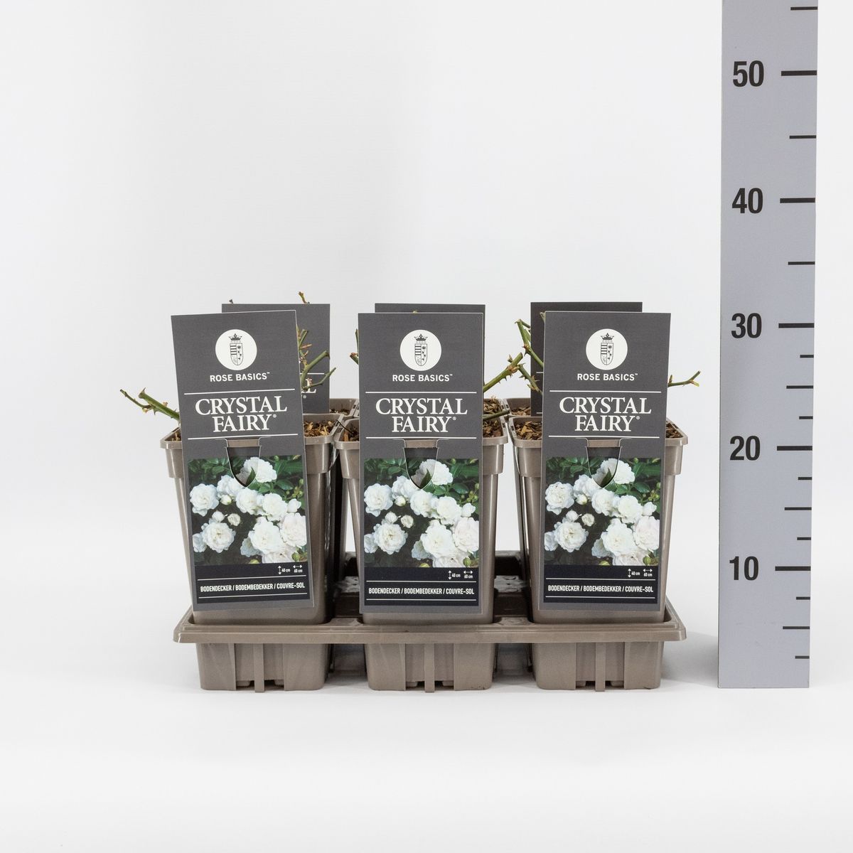 Rosa CRYSTAL FAIRY — Plant Wholesale FlorAccess