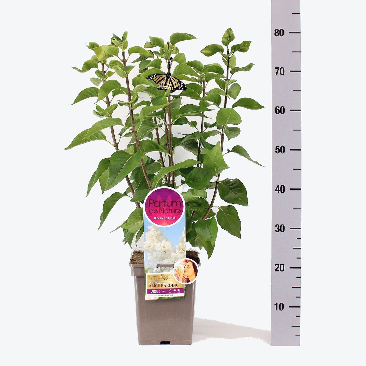 Syringa vulgaris 'Souvenir d'Alice Harding' — Plant Wholesale FlorAccess