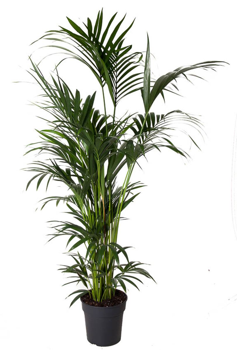 Howea forsteriana — Plant Wholesale FlorAccess