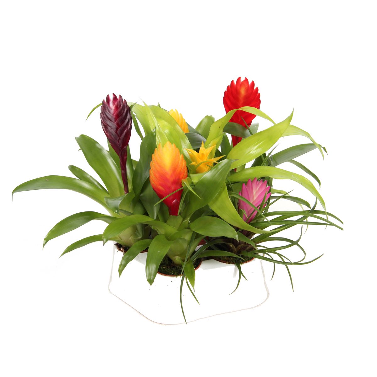 Bromelia MIX — Plant Wholesale FlorAccess