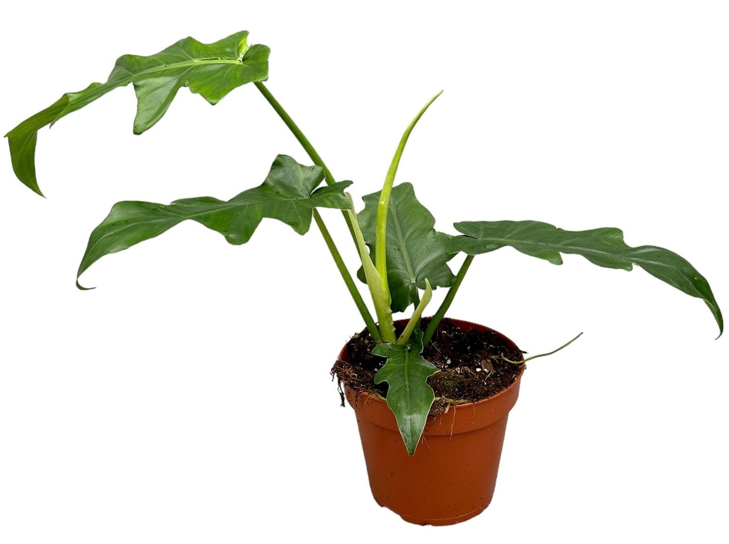 Philodendron 'Bob Cee' — Plant Wholesale FlorAccess
