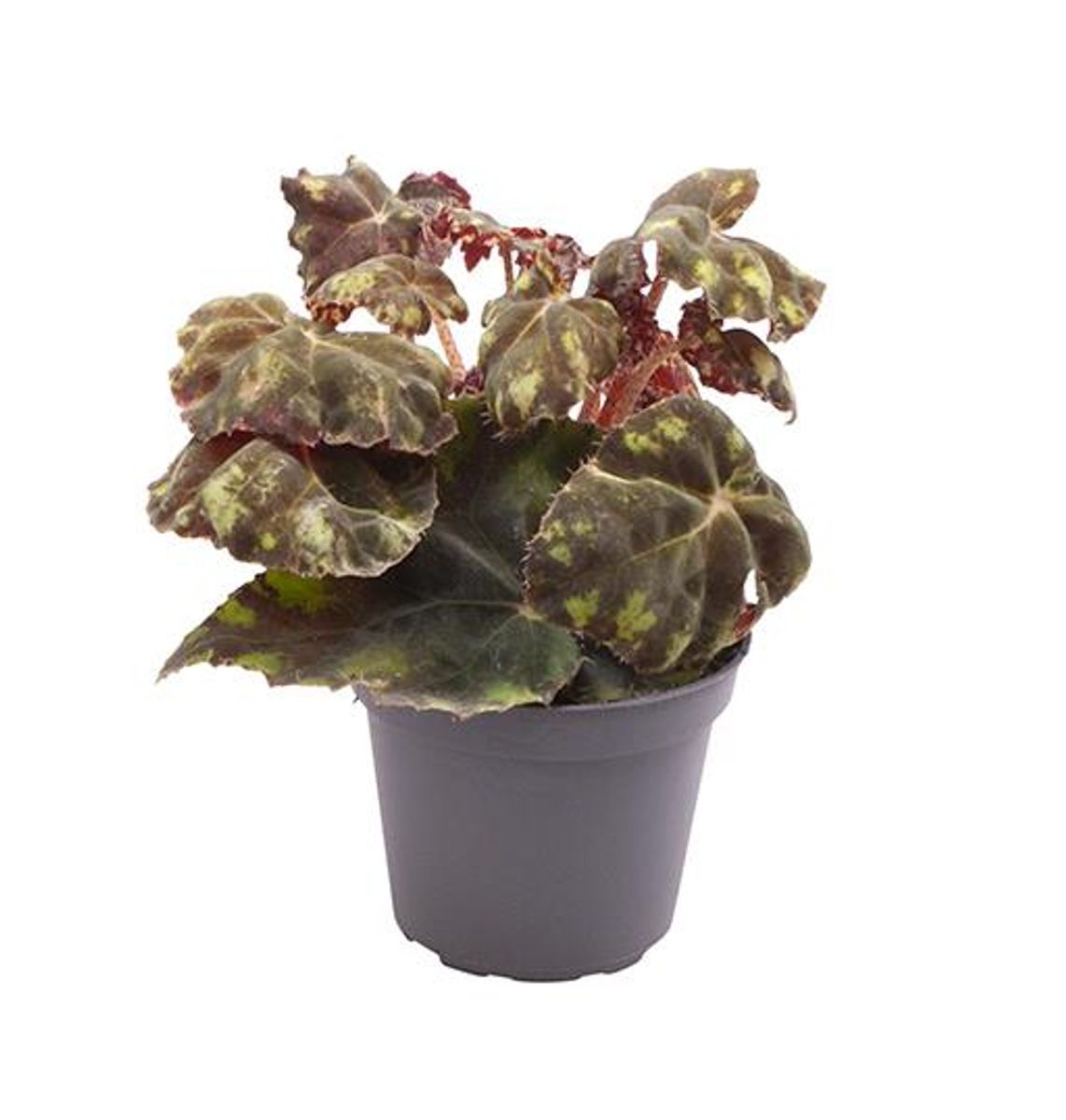 Begonia 'Tiger' — Plant Wholesale FlorAccess