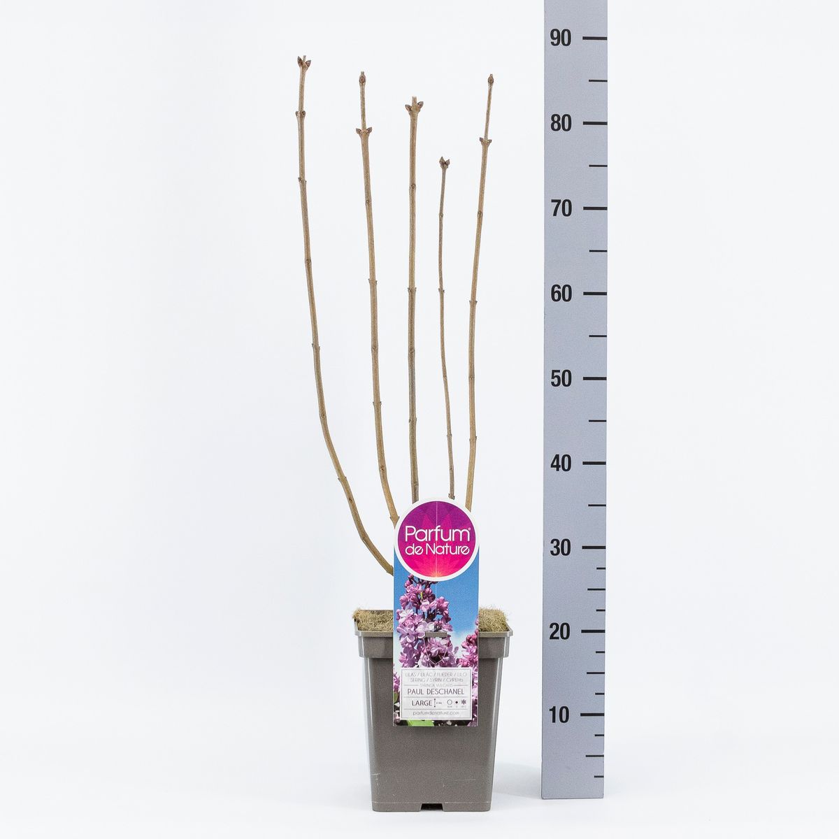 Syringa vulgaris 'Paul Deschanel' — Plant Wholesale FlorAccess