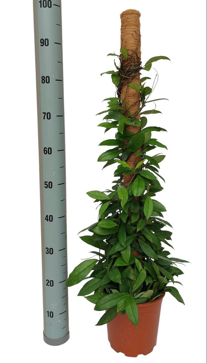 Hoya callistophylla — Plant Wholesale FlorAccess