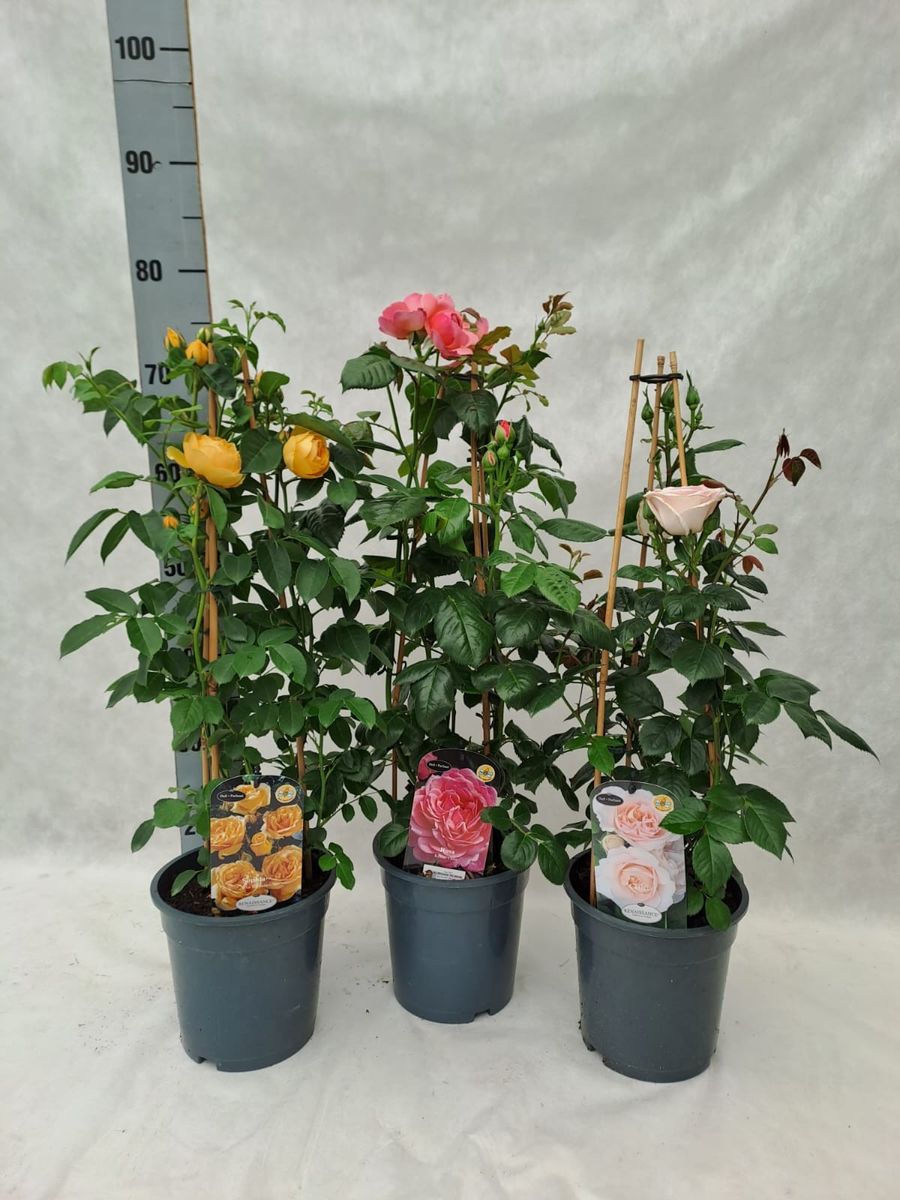 Rosa MIX — Рослини оптом FlorAccess