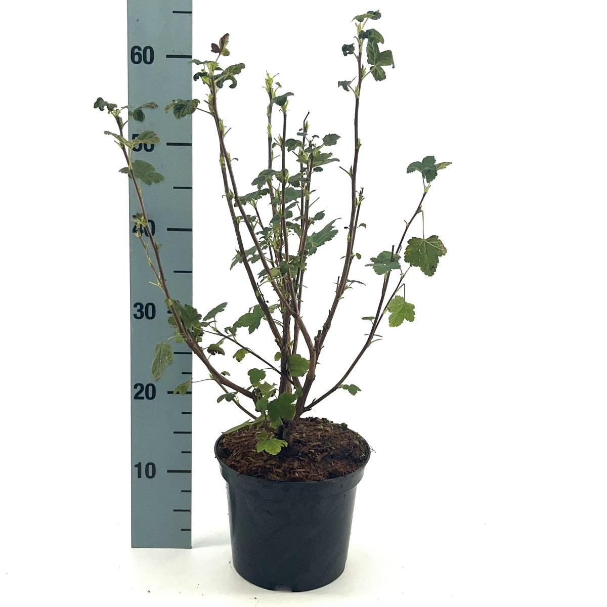 Ribes sanguineum 'King Edward VII' — Plant Wholesale FlorAccess