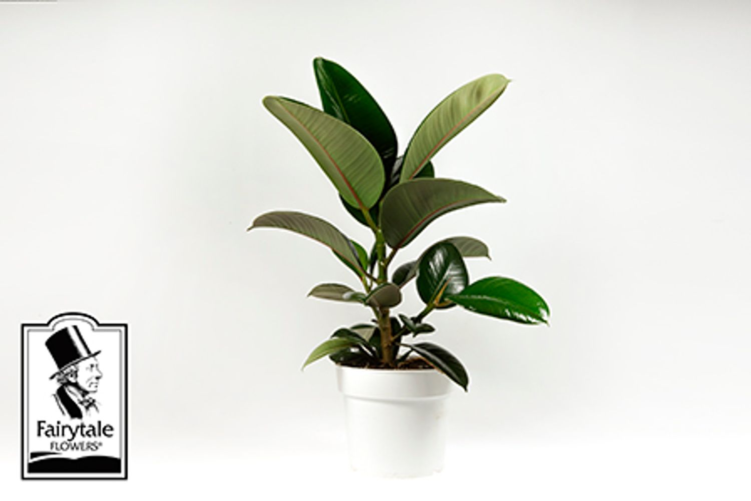 Ficus elastica 'Robusta' — Plant Wholesale FlorAccess