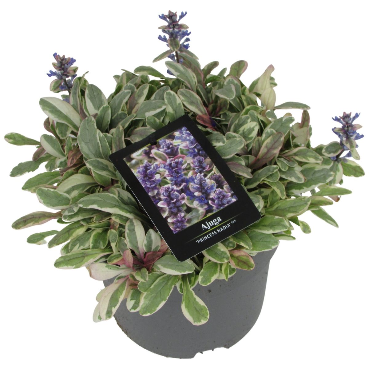 Ajuga tenorei PRINCESS NADIA — Plant Wholesale FlorAccess