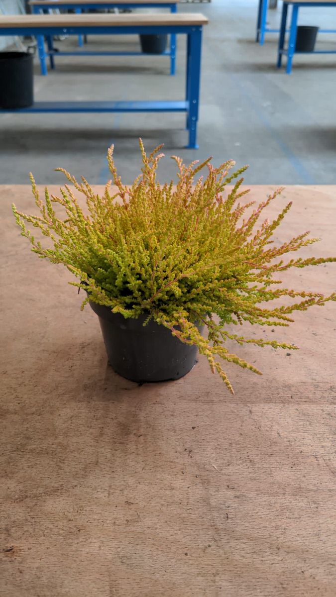 Calluna vulgaris 'Boskoop' — Plant Wholesale FlorAccess