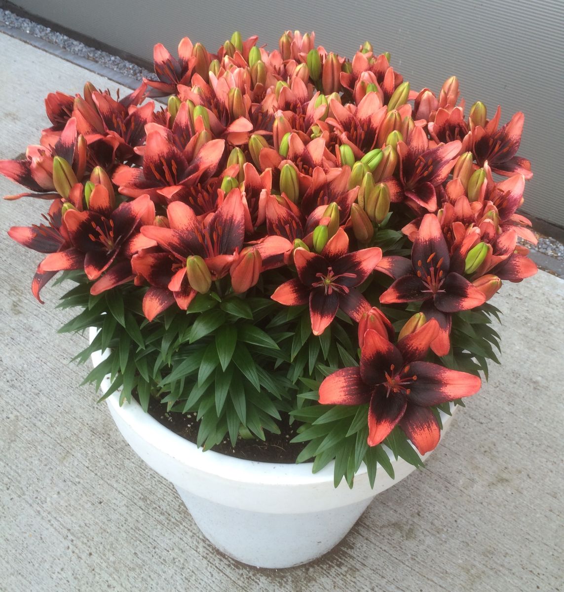 Lilium 'Tiny Shadow' — Toptan Bitki Satışı FlorAccess