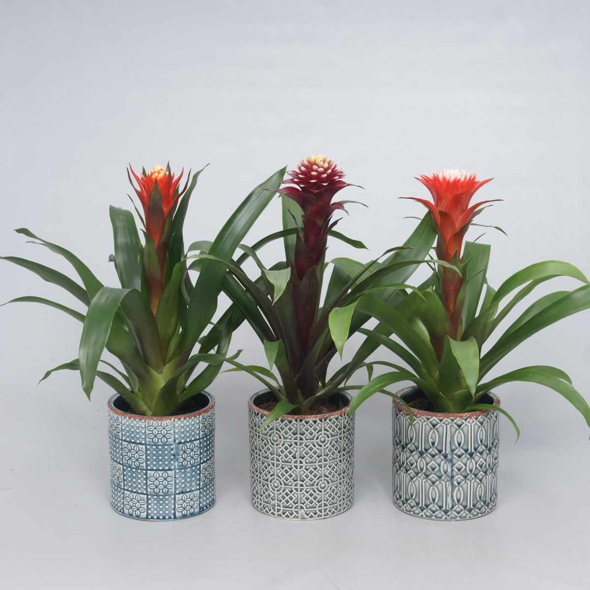 Guzmania MIX — Plant Wholesale FlorAccess