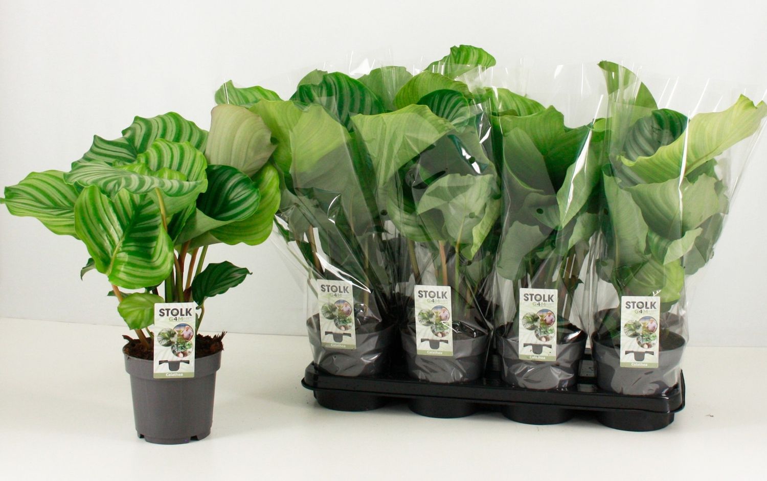 Calathea orbifolia — Plant Wholesale FlorAccess