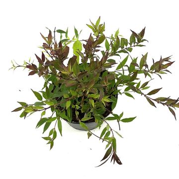 Deutzia gracilis 'Nikko' — Plant Wholesale FlorAccess