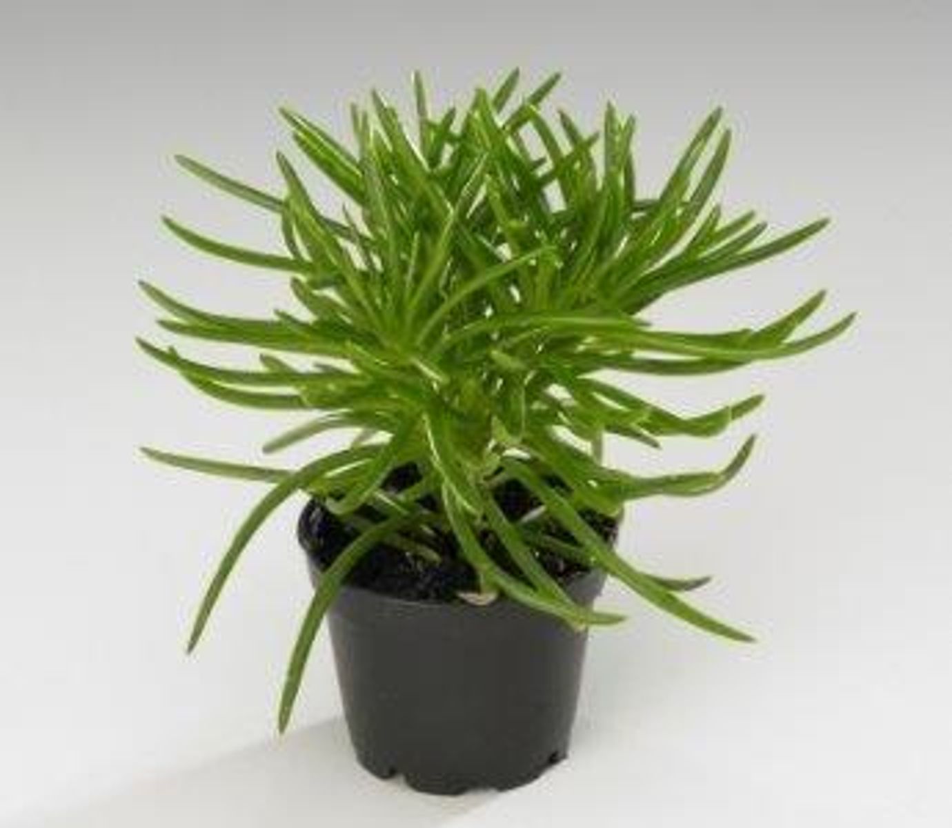 Senecio archeri 'Himalaya' — Plant Wholesale FlorAccess