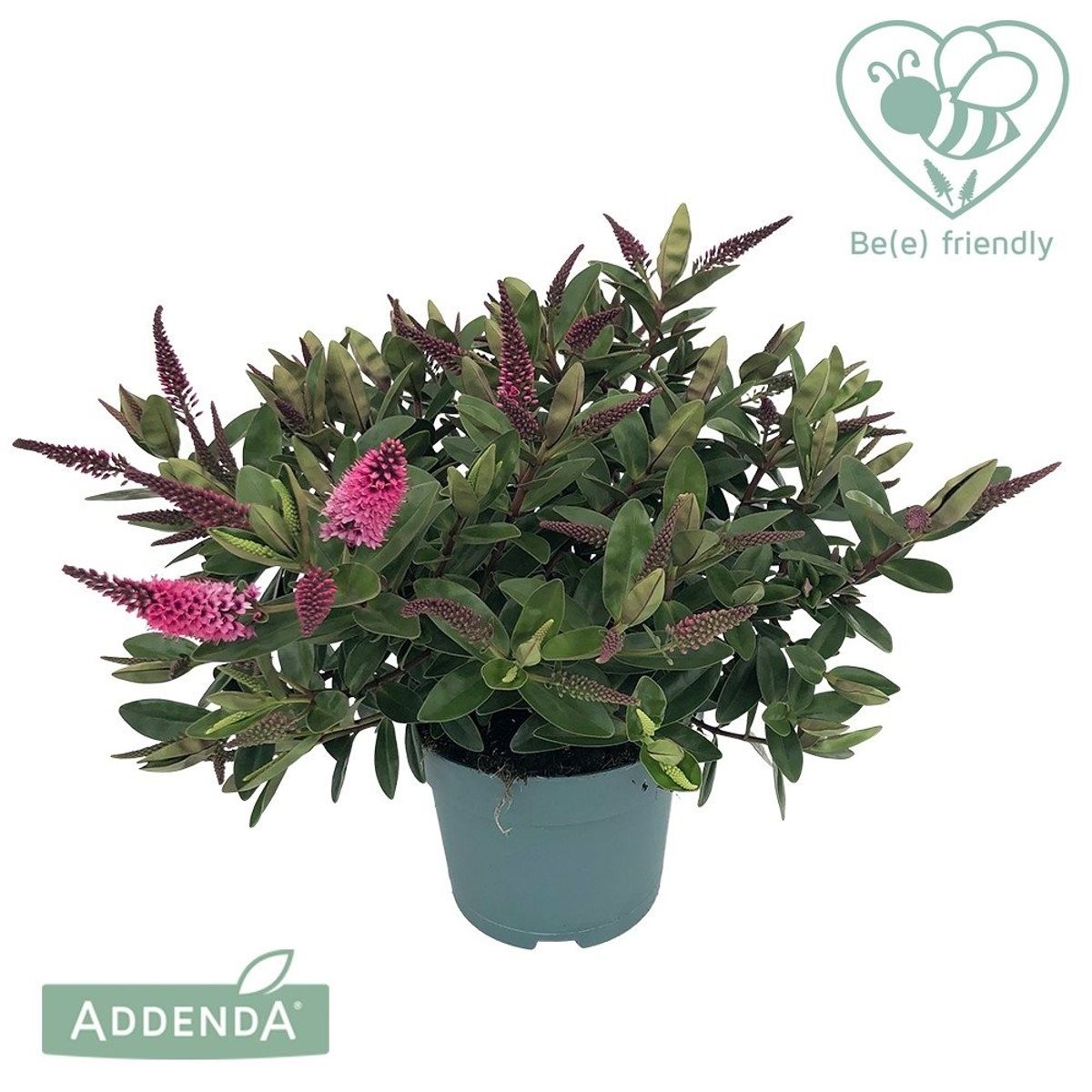 Hebe HEBEDONNA ELSA — Plant Wholesale FlorAccess
