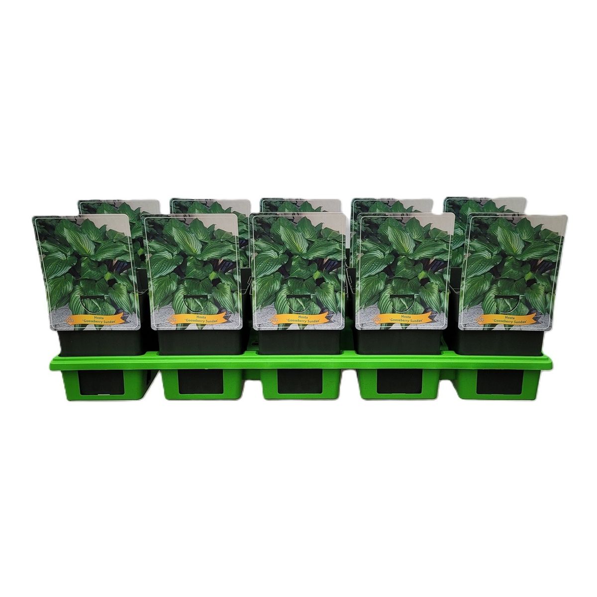 Hosta 'Goosberry Sundae' — Plant Wholesale FlorAccess