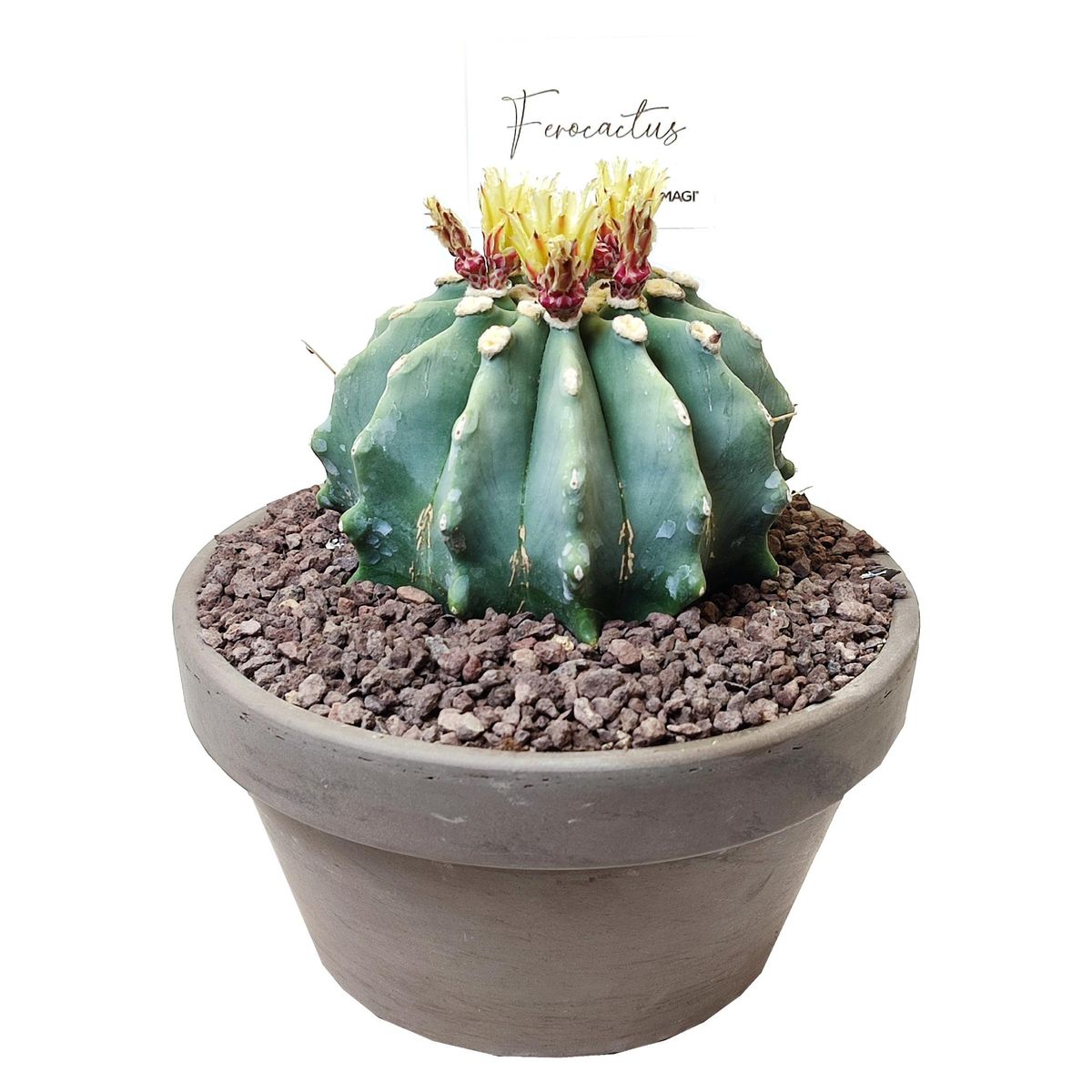 Ferocactus glaucescens inermis — Toptan Bitki Satışı FlorAccess