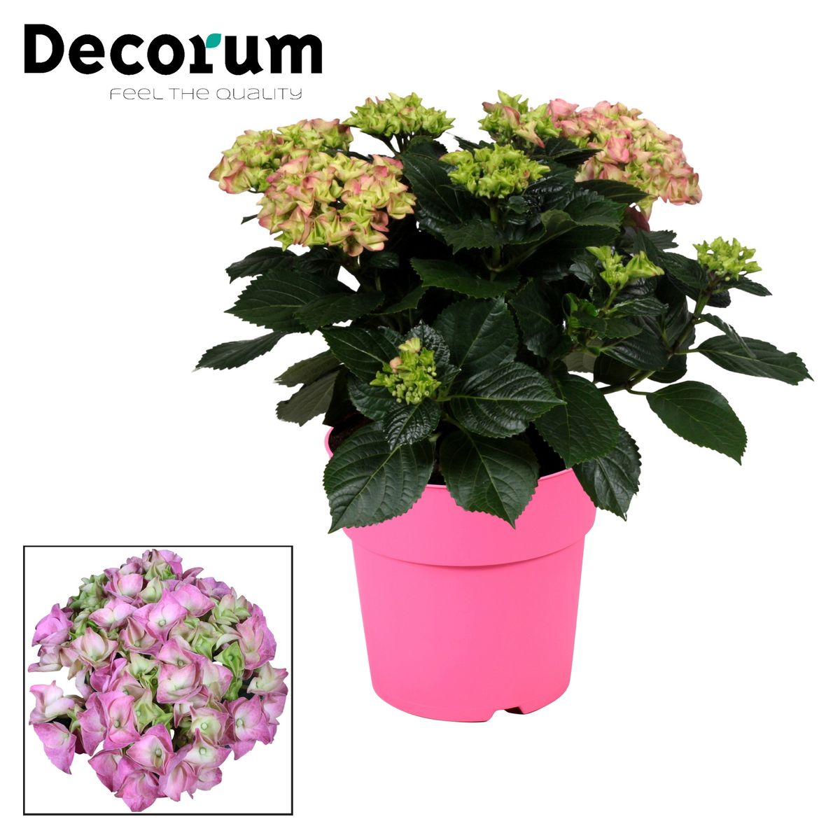 Hydrangea macrophylla EARLY PINK — Plant Wholesale FlorAccess