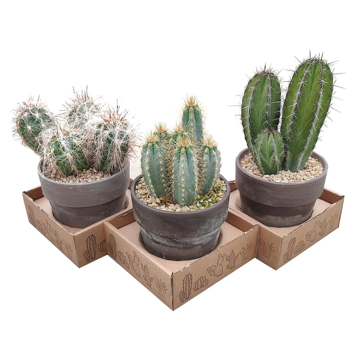 Cactus MIX — Plant Wholesale FlorAccess