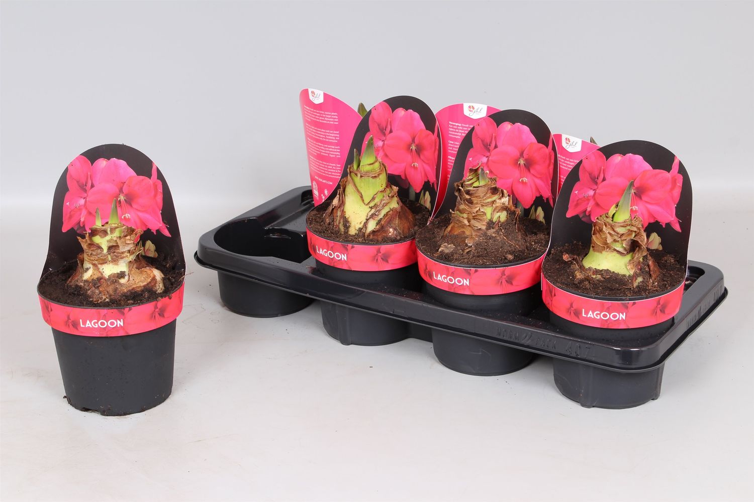 Hippeastrum 'Lagoon' — Plant Wholesale FlorAccess