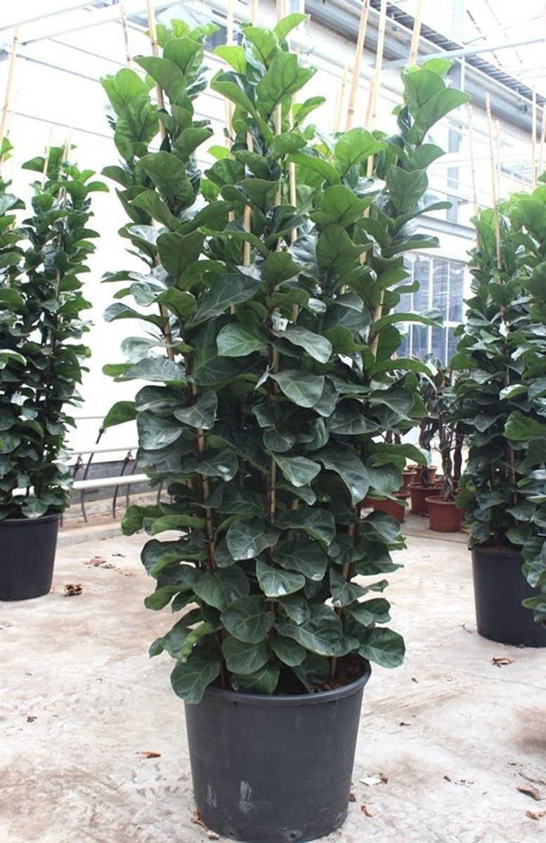 Ficus lyrata 'Bambino' — Plant Wholesale FlorAccess