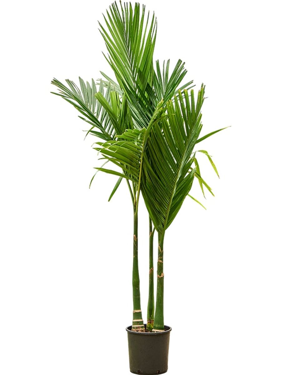Areca catechu — Mayorista de plantas FlorAccess
