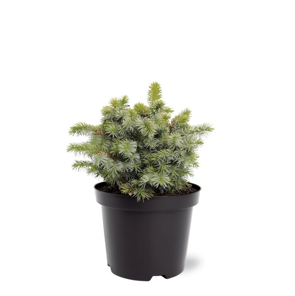 Picea sitchensis 'Tenas' — Рослини оптом FlorAccess