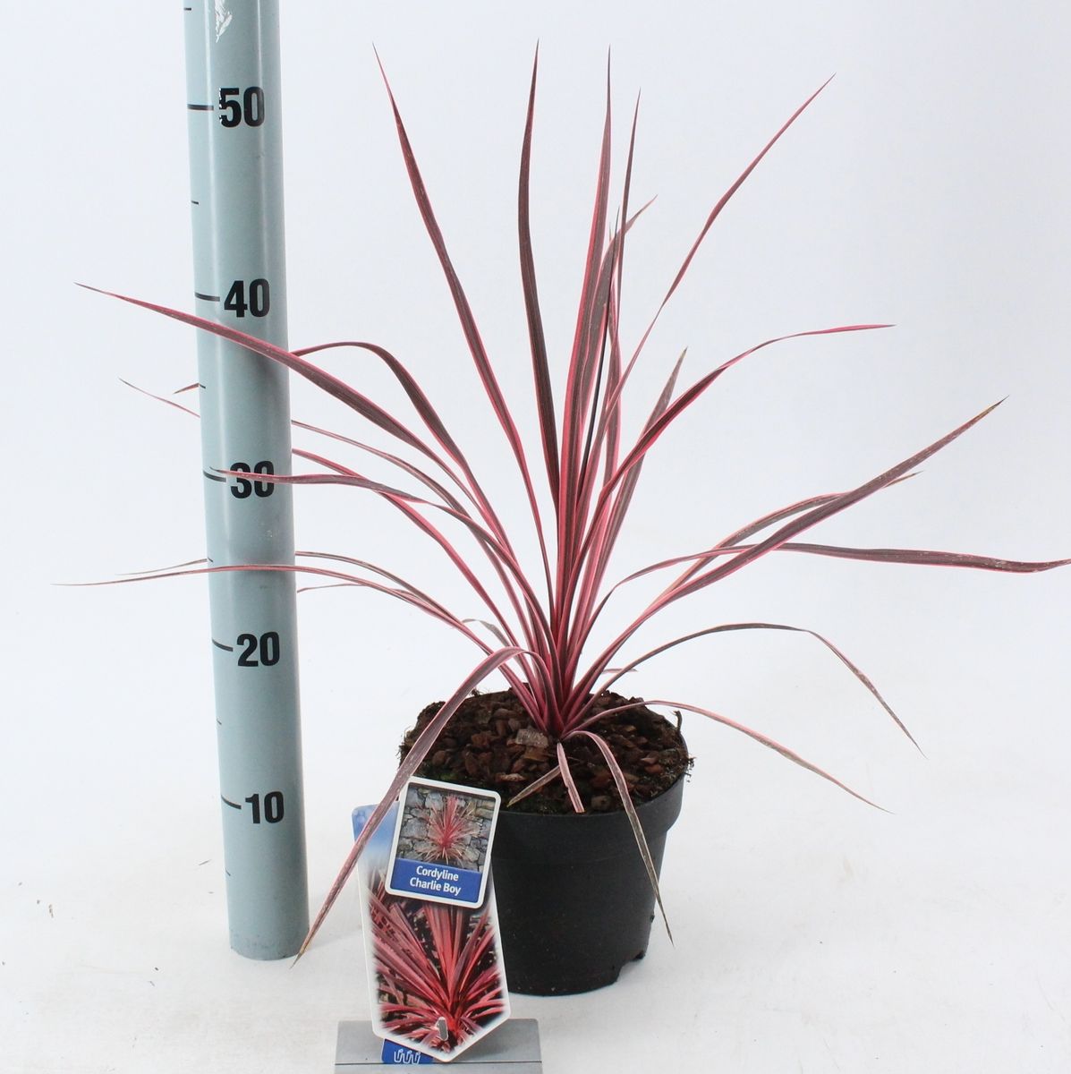Cordyline australis CHARLIE BOY — Plant Wholesale FlorAccess