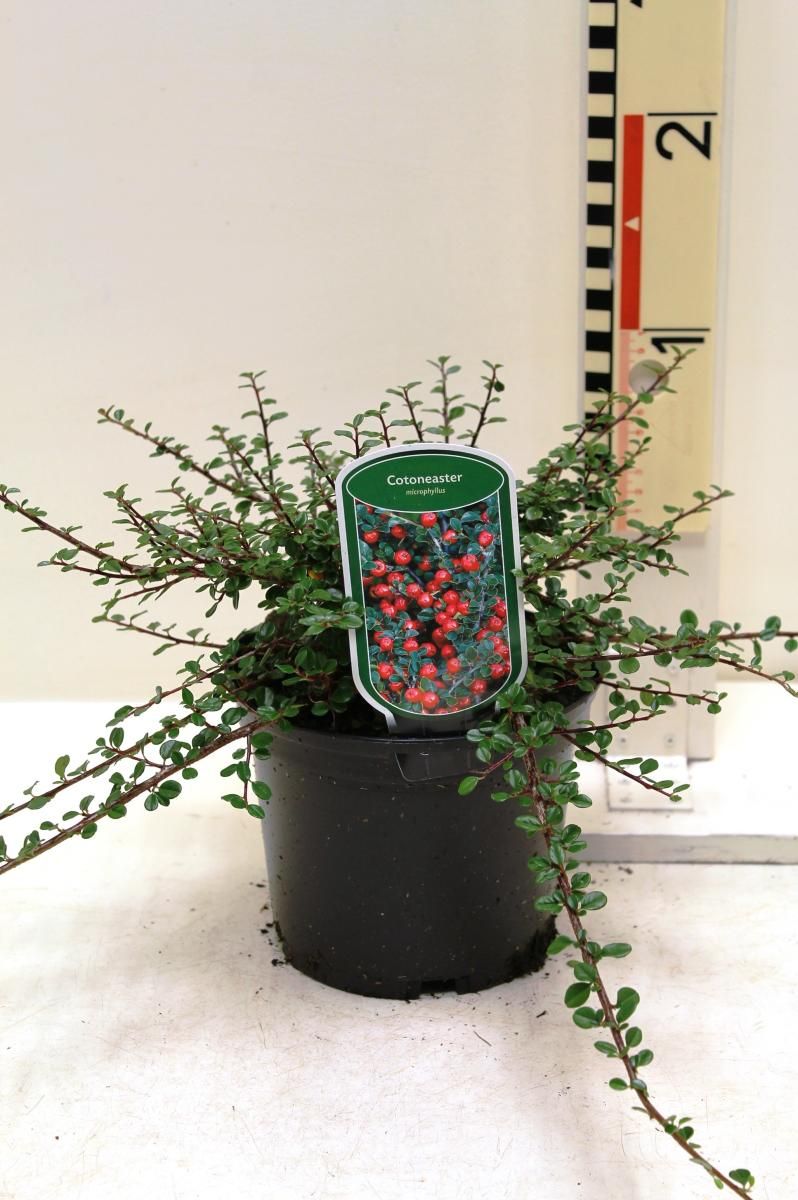 Cotoneaster microphyllus — Рослини оптом FlorAccess