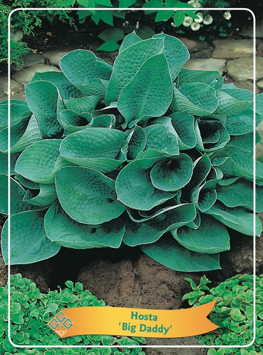 Hosta 'Big Daddy' — Plant Wholesale FlorAccess