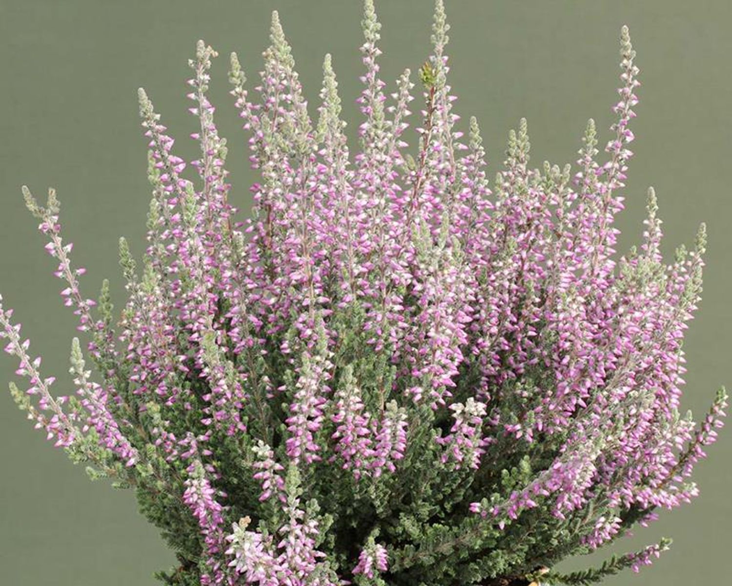 Calluna vulgaris GARDEN GIRLS SILVANA — Plant Wholesale FlorAccess