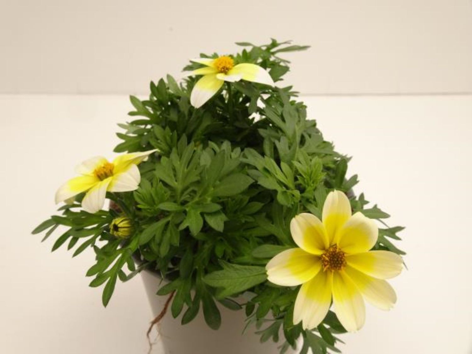 Bidens ferulifolia — Plant Wholesale FlorAccess