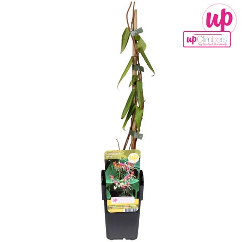 Lonicera henryi — Mayorista de plantas FlorAccess