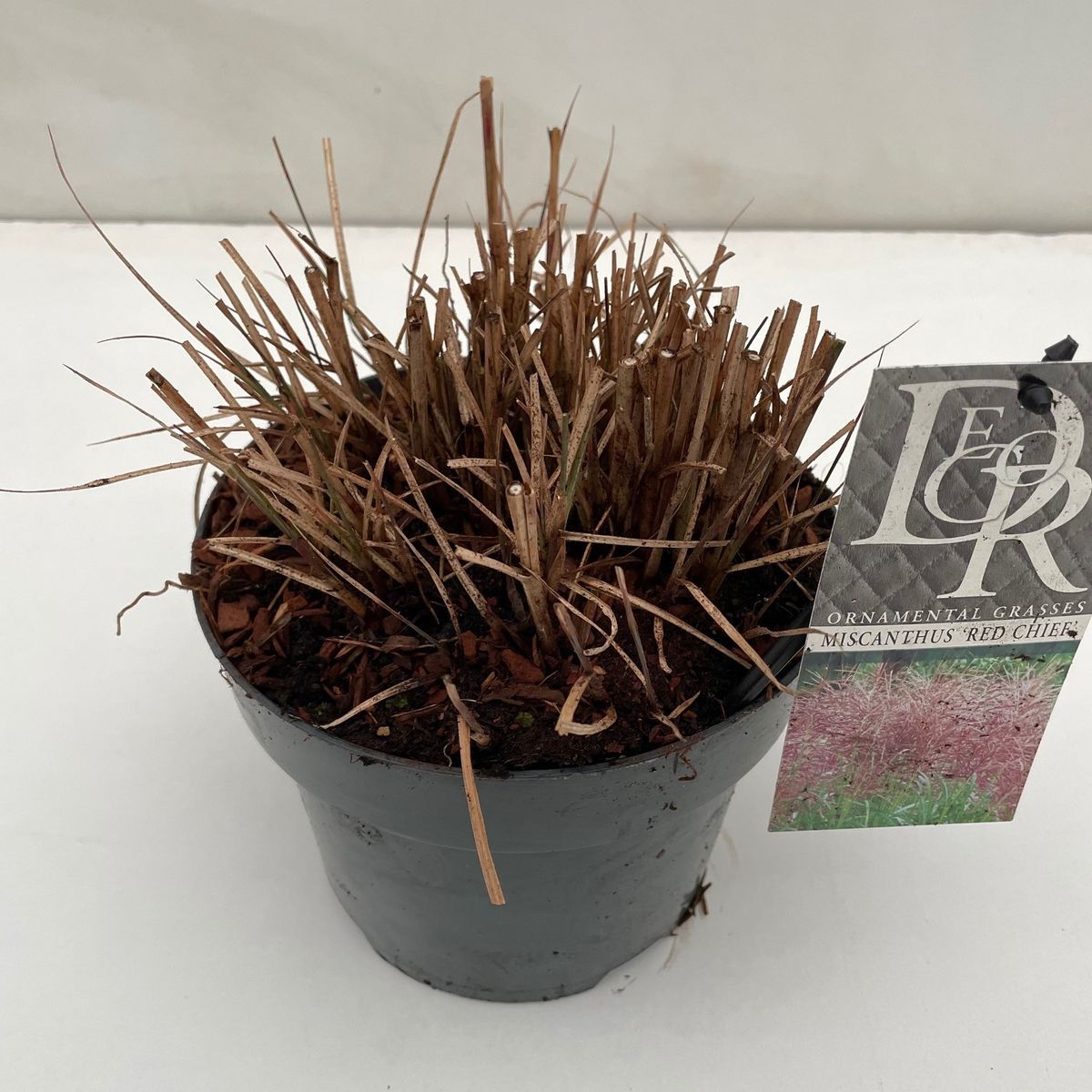 Miscanthus sinensis 'Red Chief' — Plant Wholesale FlorAccess