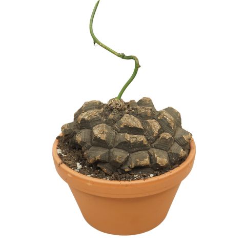 Dioscorea mexicana — Рослини оптом FlorAccess