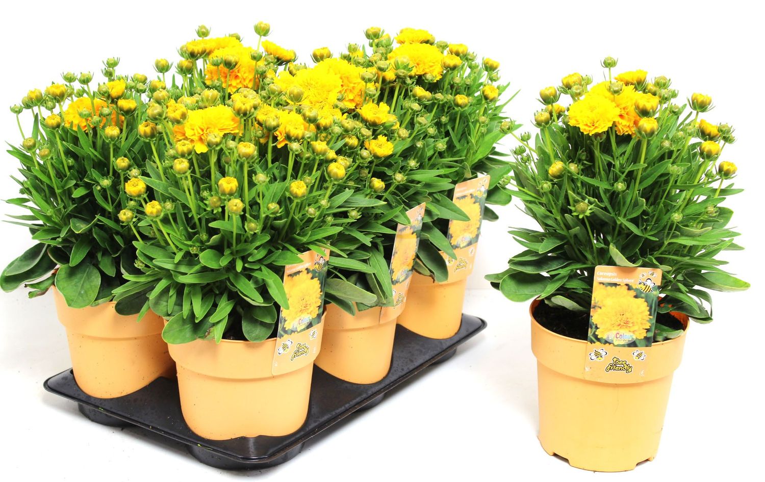 Coreopsis grandiflora SOLANNA GOLDEN SPHERE — Plant Wholesale FlorAccess