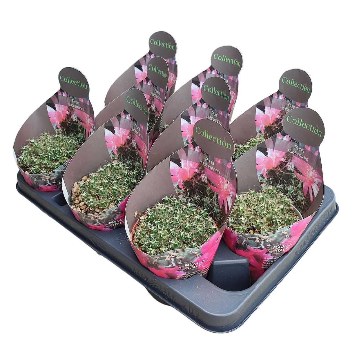 Puna subterranea — Plant Wholesale FlorAccess