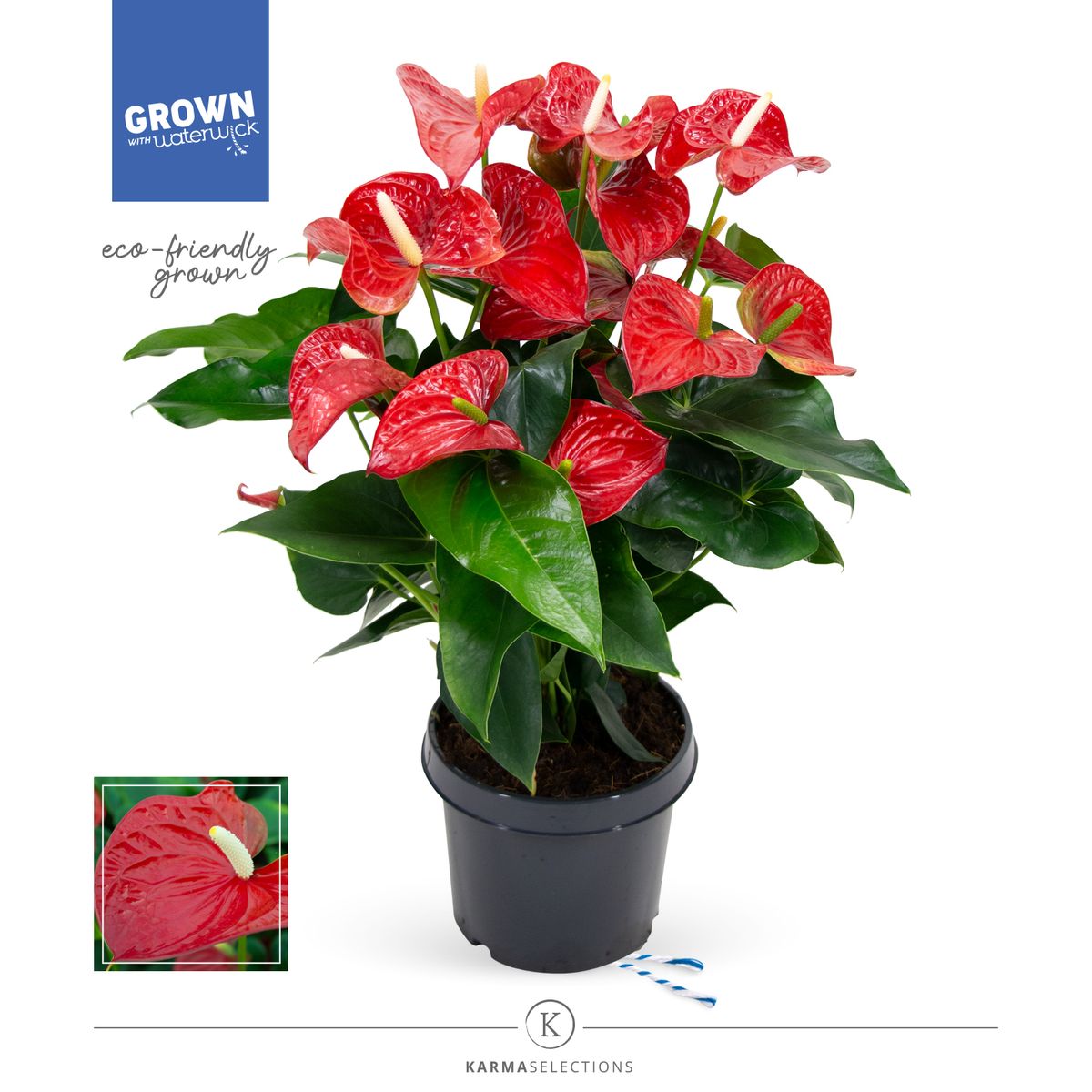 Anthurium KARMA RED — Plant Wholesale FlorAccess