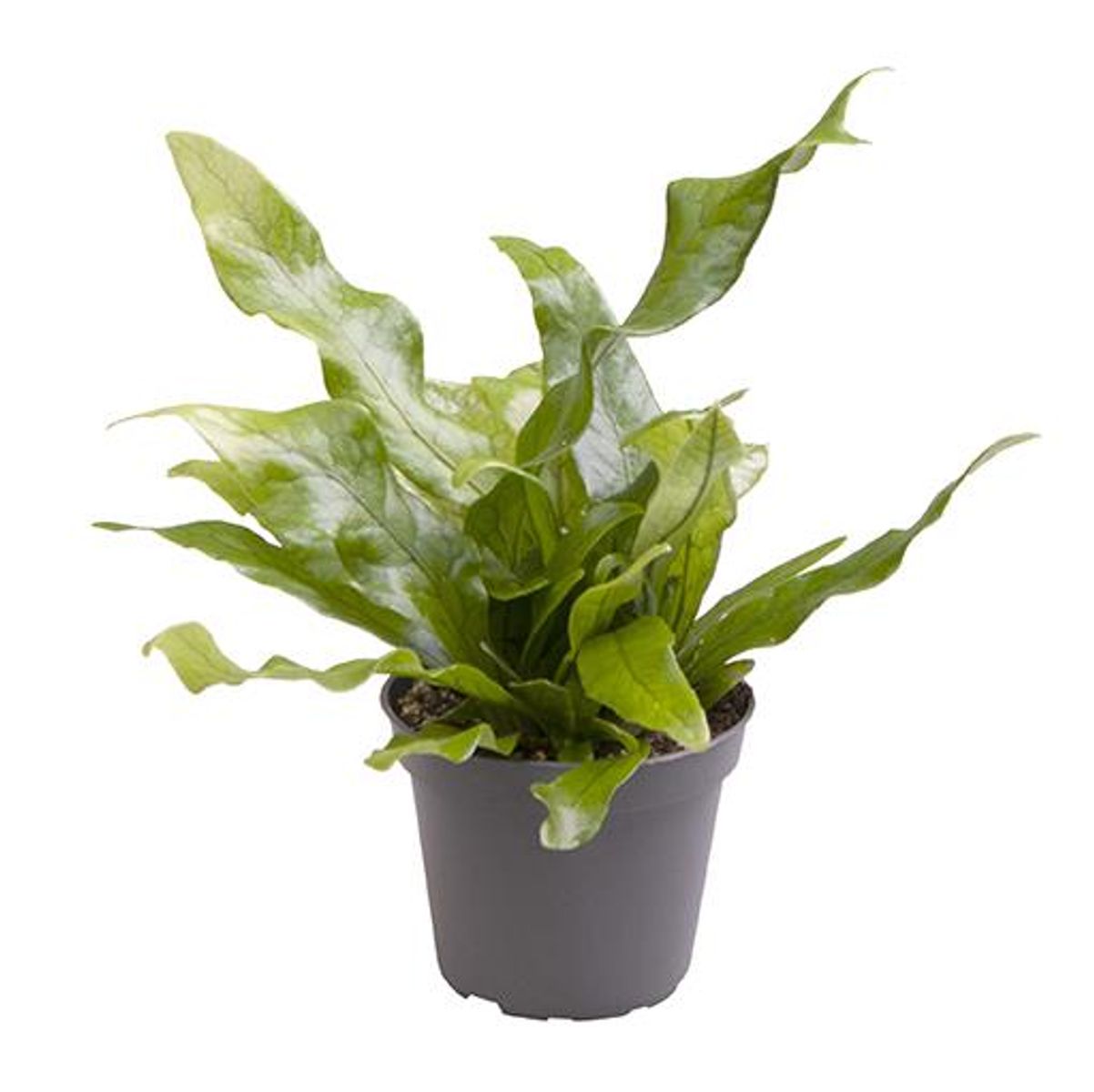 Microsorum pteropus — Plant Wholesale FlorAccess