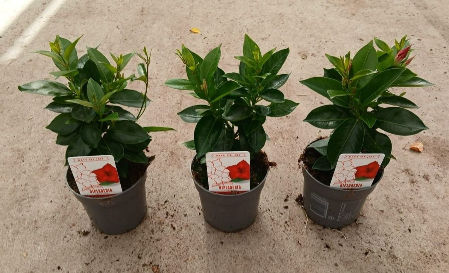 Mandevilla RIO DARK RED — Mayorista de plantas FlorAccess