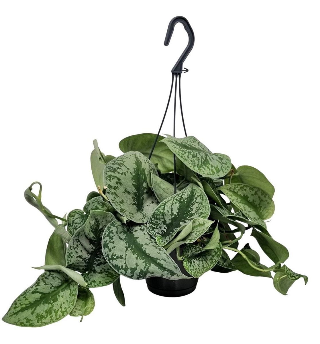 Scindapsus pictus 'Trebie' — Рослини оптом FlorAccess