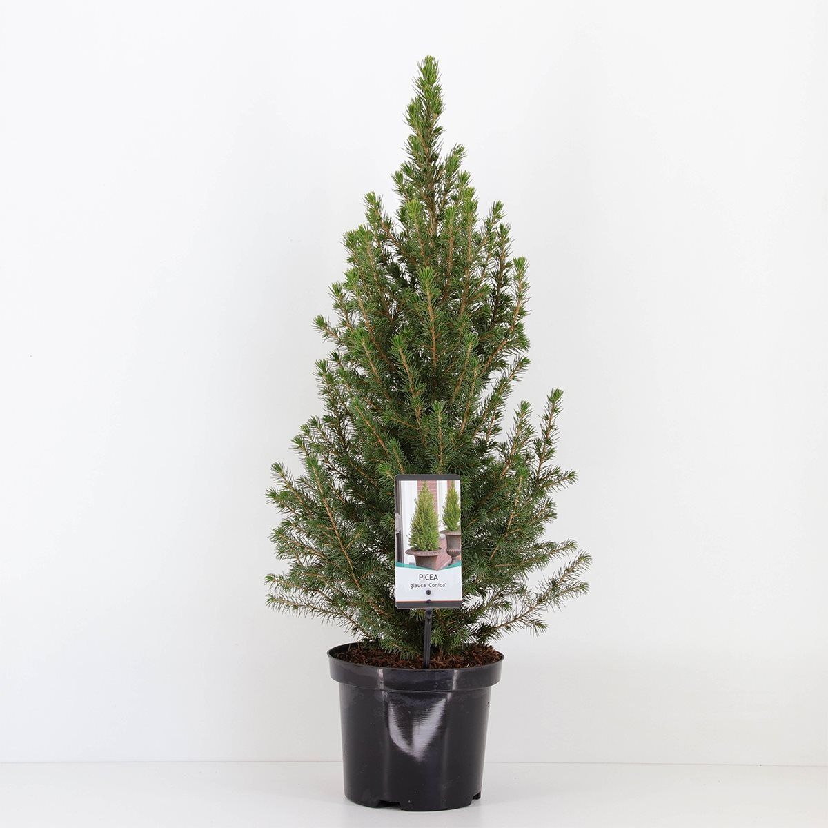 Picea glauca 'Conica' — Plant Wholesale FlorAccess