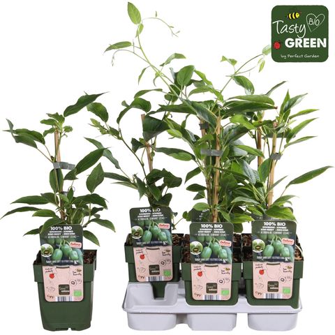 Actinidia arguta 'Issai' — Plant Wholesale FlorAccess
