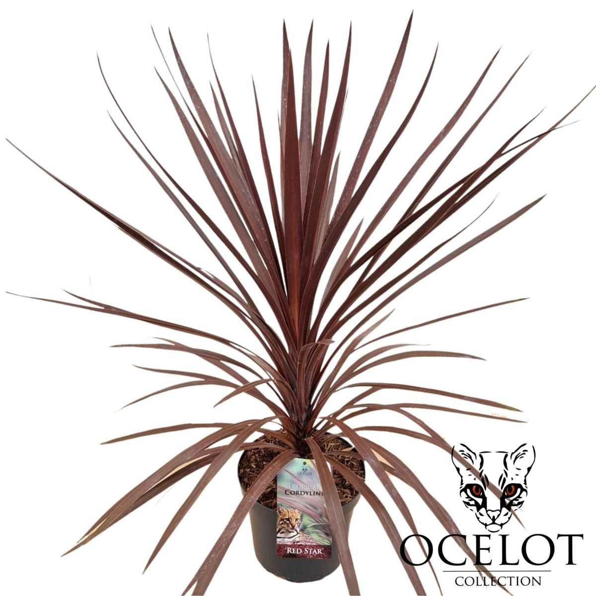 Cordyline australis 'Red Star' — Plant Wholesale FlorAccess