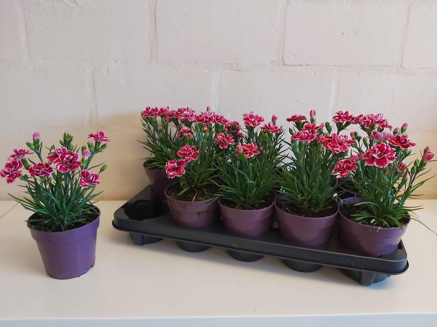 Dianthus SUNFLOR ESTA — Mayorista de plantas FlorAccess