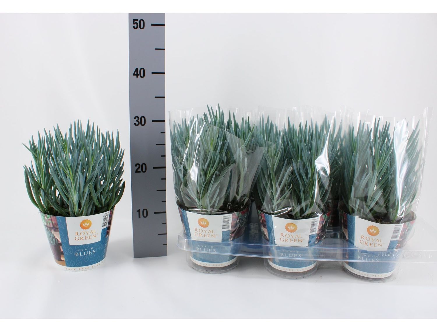 Curio ficoides 'Blues' — Plant Wholesale FlorAccess