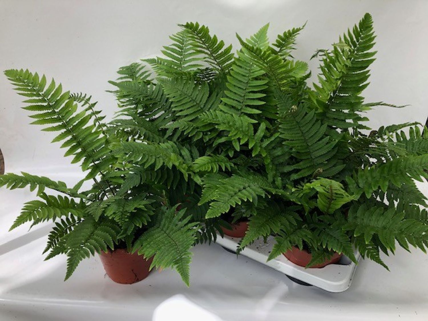 Athyrium spicatum — Plant Wholesale FlorAccess
