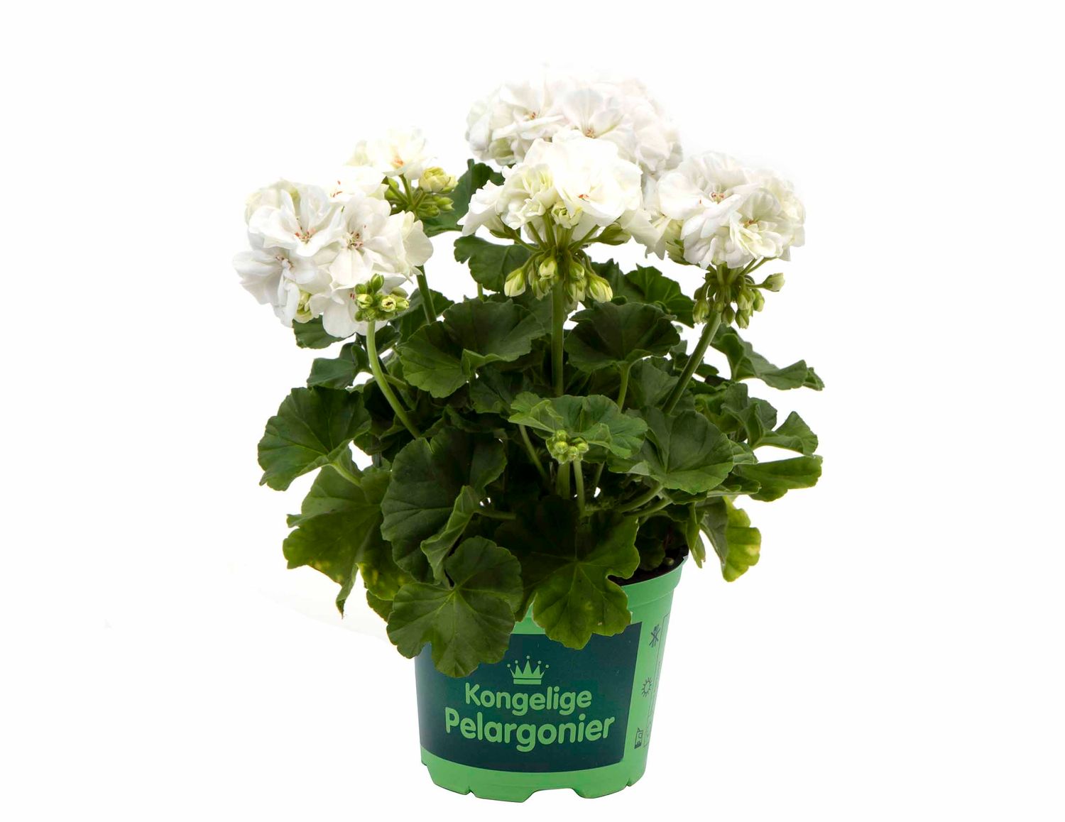 Pelargonium PRINSESSE KARLA — Plant Wholesale FlorAccess